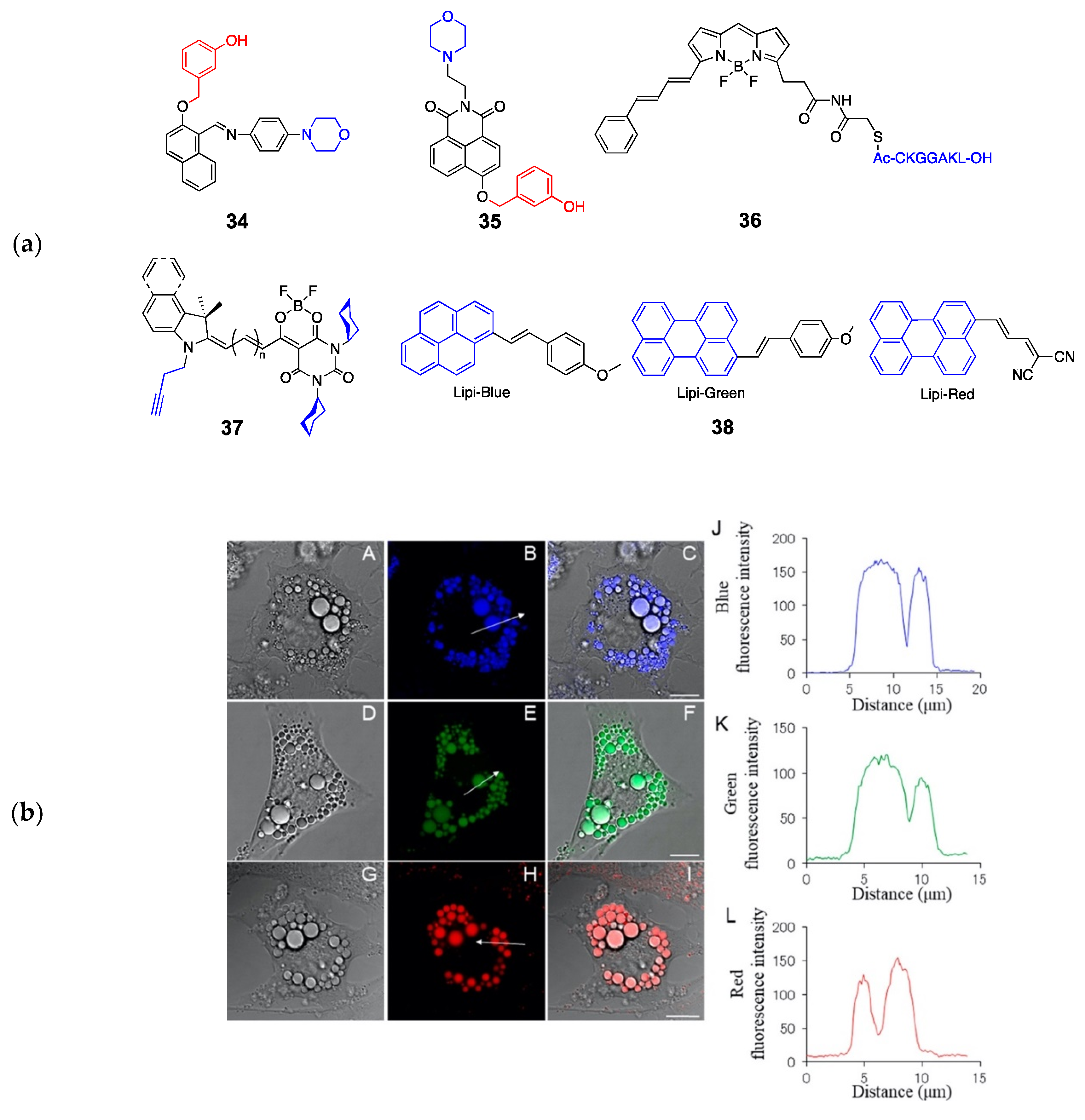 Recent Advances in Organelle-Targeted Fluorescent Probes
