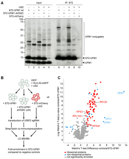 The UFM1 Pathway Impacts HCMV US2-Mediated Degradation of HLA Class I