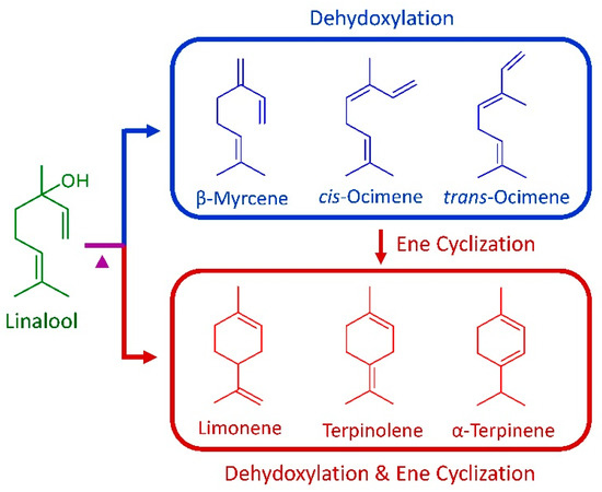 Thermal Degradation of Linalool-Chemotype Cinnamomum osmophloeum Leaf ...
