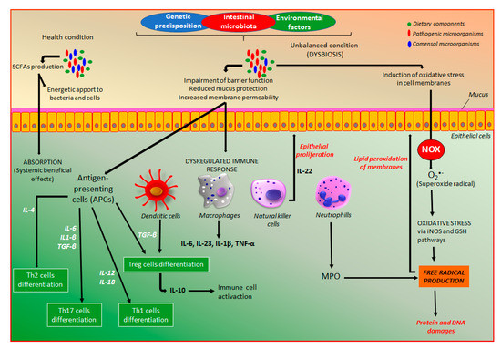 Coumarin Derivatives in Inflammatory Bowel Disease