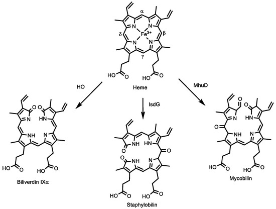 Heme Binding to HupZ with a C-Terminal Tag from Group A Streptococcus
