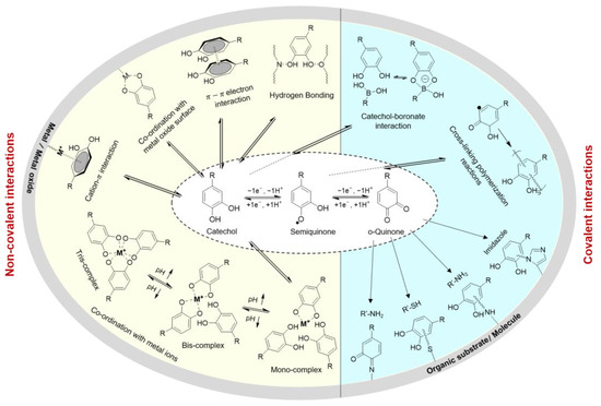 Catechol-Based Antimicrobial Polymers