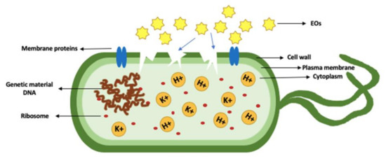 Molecules | Free Full-Text | An Overview of the Potential Therapeutic ...