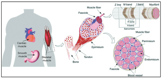 Recent Advances in Scaffolding from Natural-Based Polymers for ...