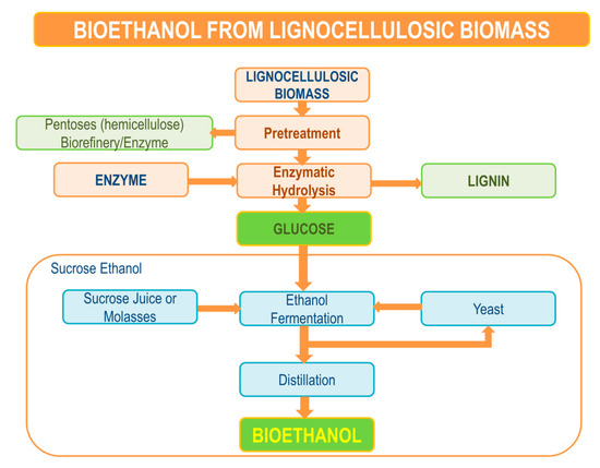 Molecules | Free Full-Text | Bioethanol Production by Enzymatic Hydrolysis from Different ...