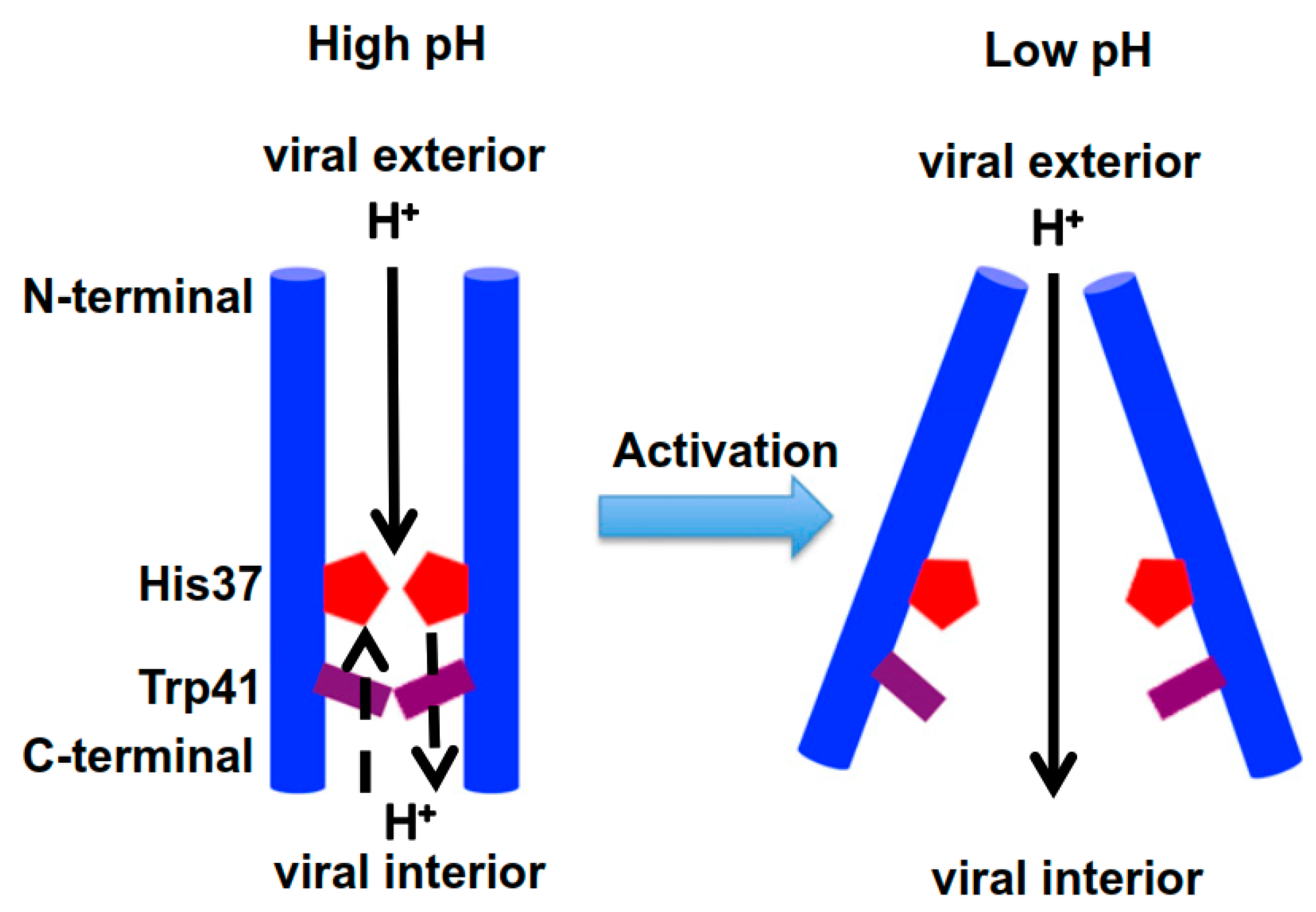 Influenza Viruses: Harnessing the Crucial Role of the M2 Ion-Channel ...