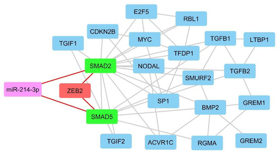 Silencing ZEB2 Induces Apoptosis and Reduces Viability in Glioblastoma ...
