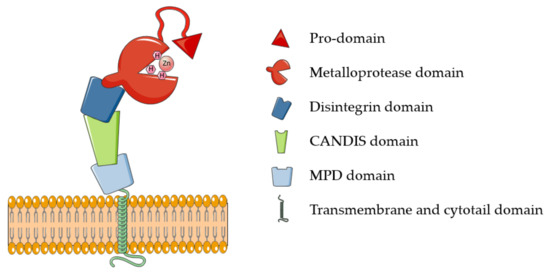 Strategies to Target ADAM17 in Disease: From Its Discovery to the iRhom ...