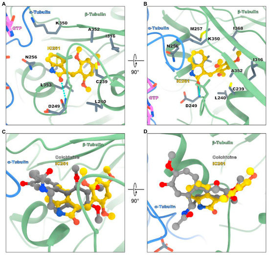 A Rationale for Drug Design Provided by Co-Crystal Structure of IC261 ...
