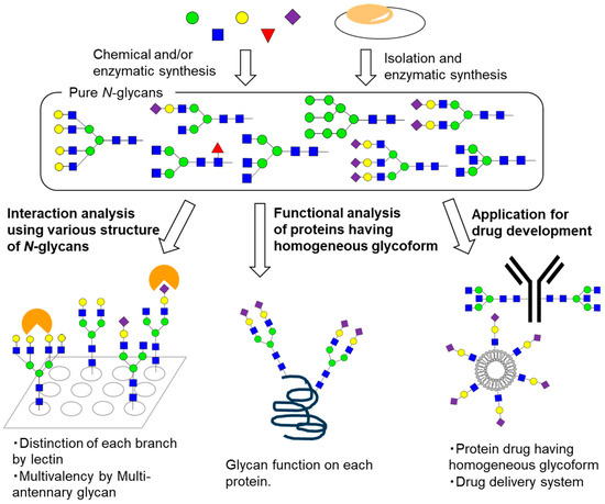 Recent Advances in the Chemical Biology of N-Glycans