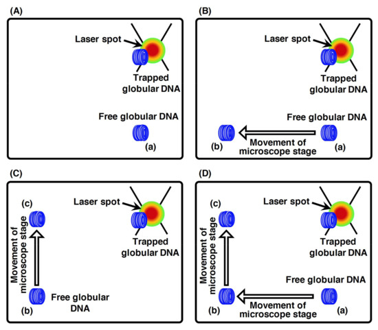 DNA Manipulation and Single-Molecule Imaging