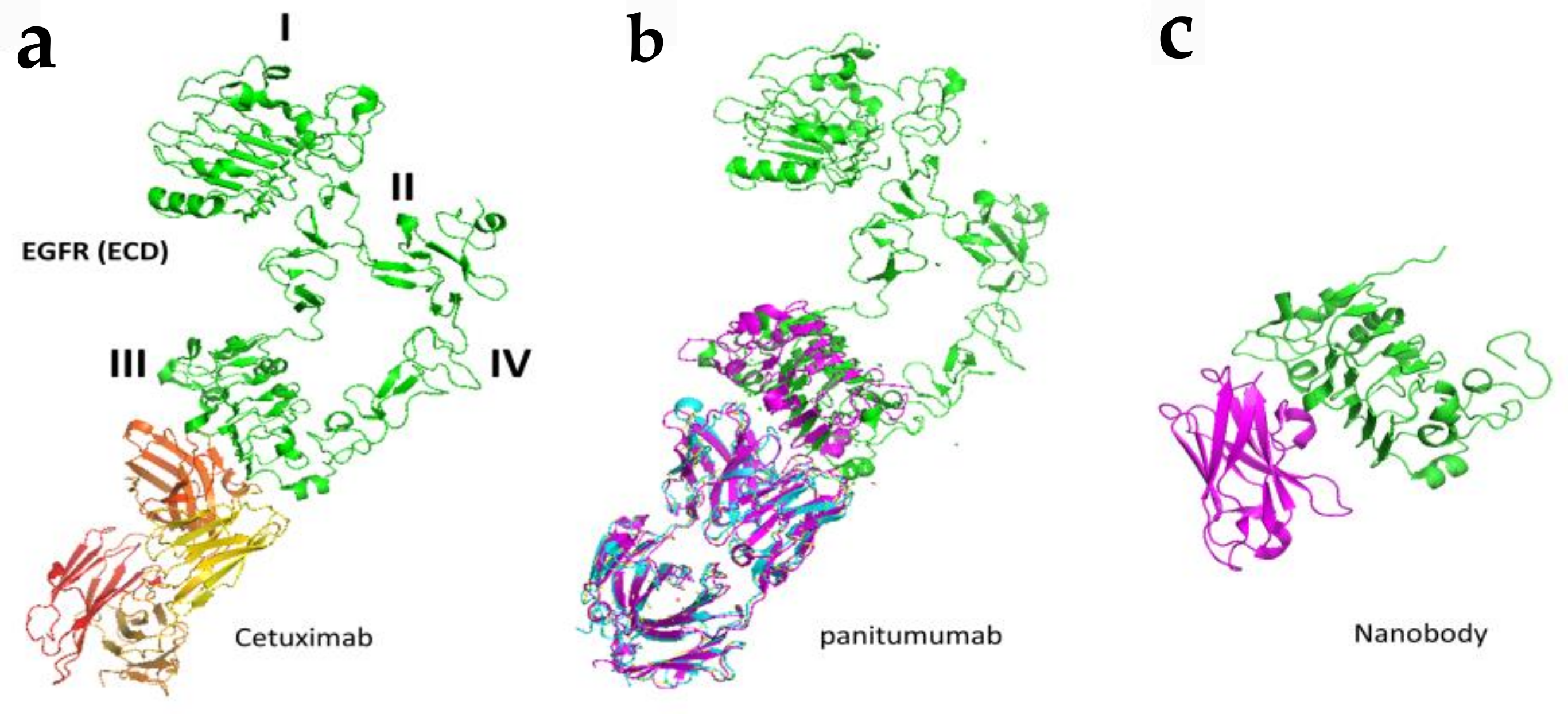 Molecular Targeting of Epidermal Growth Factor Receptor (EGFR) and ...