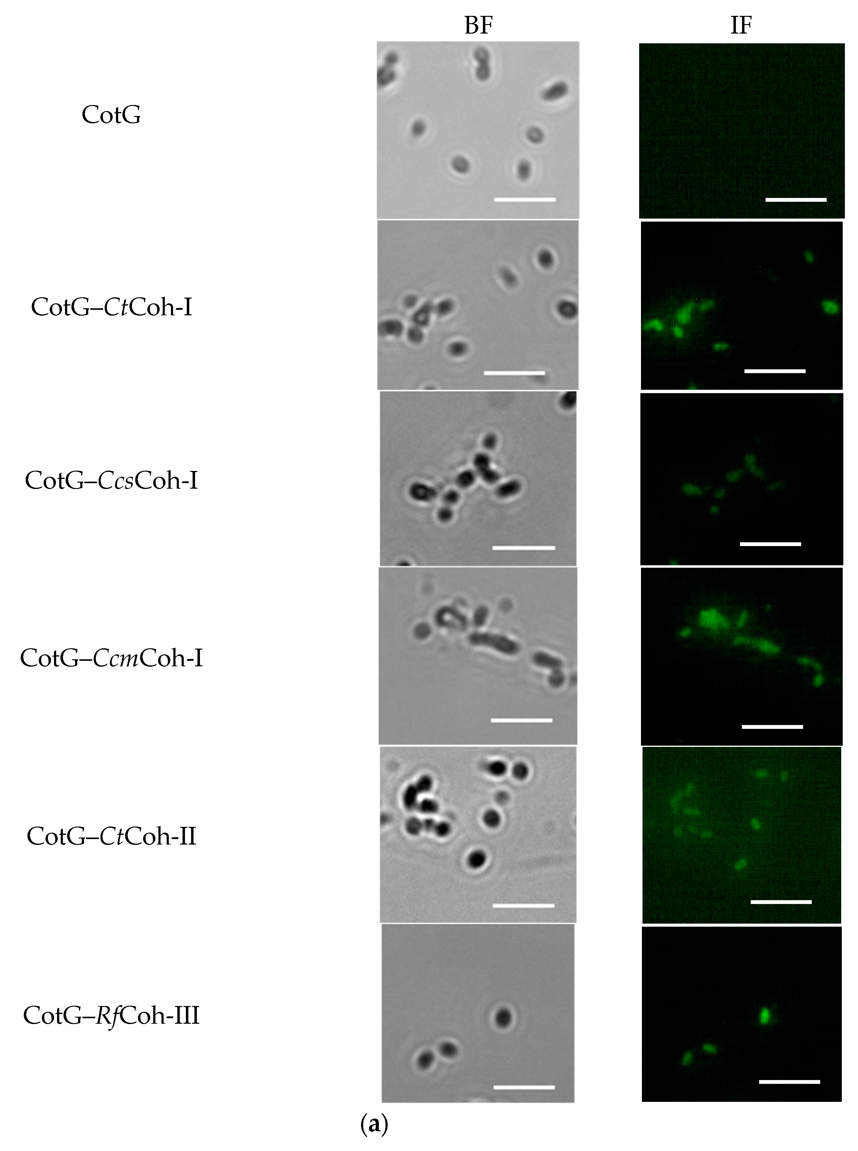 Molecules Free Full Text Constructing An Efficient Bacillus Subtilis Spore Display By Using