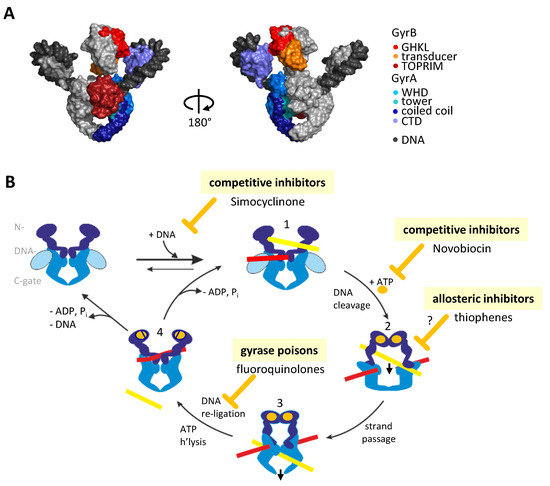 Towards Conformation-Sensitive Inhibition of Gyrase: Implications of ...
