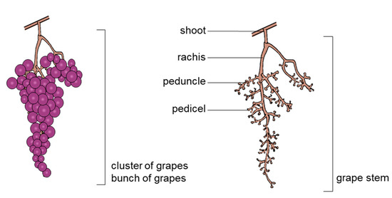 A Review on Stems Composition and Their Impact on Wine Quality