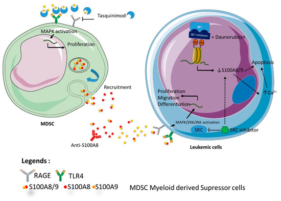 Pathogenic Roles of S100A8 and S100A9 Proteins in Acute Myeloid and ...