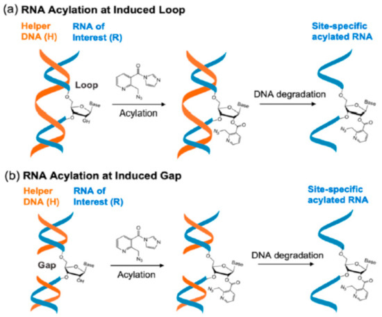Site-Specific Fluorescent Labeling of RNA Interior Positions