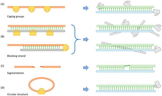 Conditionally Activated (“Caged”) Oligonucleotides