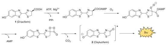 Molecular Design of d-Luciferin-Based Bioluminescence and 1,2-Dioxetane ...