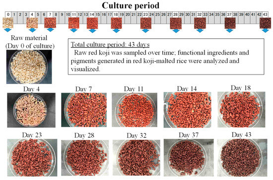 A Review of Red Yeast Rice, a Traditional Fermented Food in Japan and ...