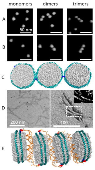 DNA-Mediated Stack Formation of Nanodiscs
