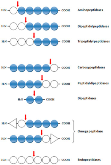 Characteristics of the Proteolytic Enzymes Produced by Lactic Acid Bacteria