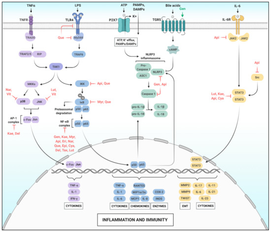 The Hallmarks of Flavonoids in Cancer