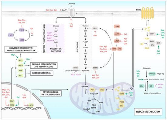 The Hallmarks of Flavonoids in Cancer