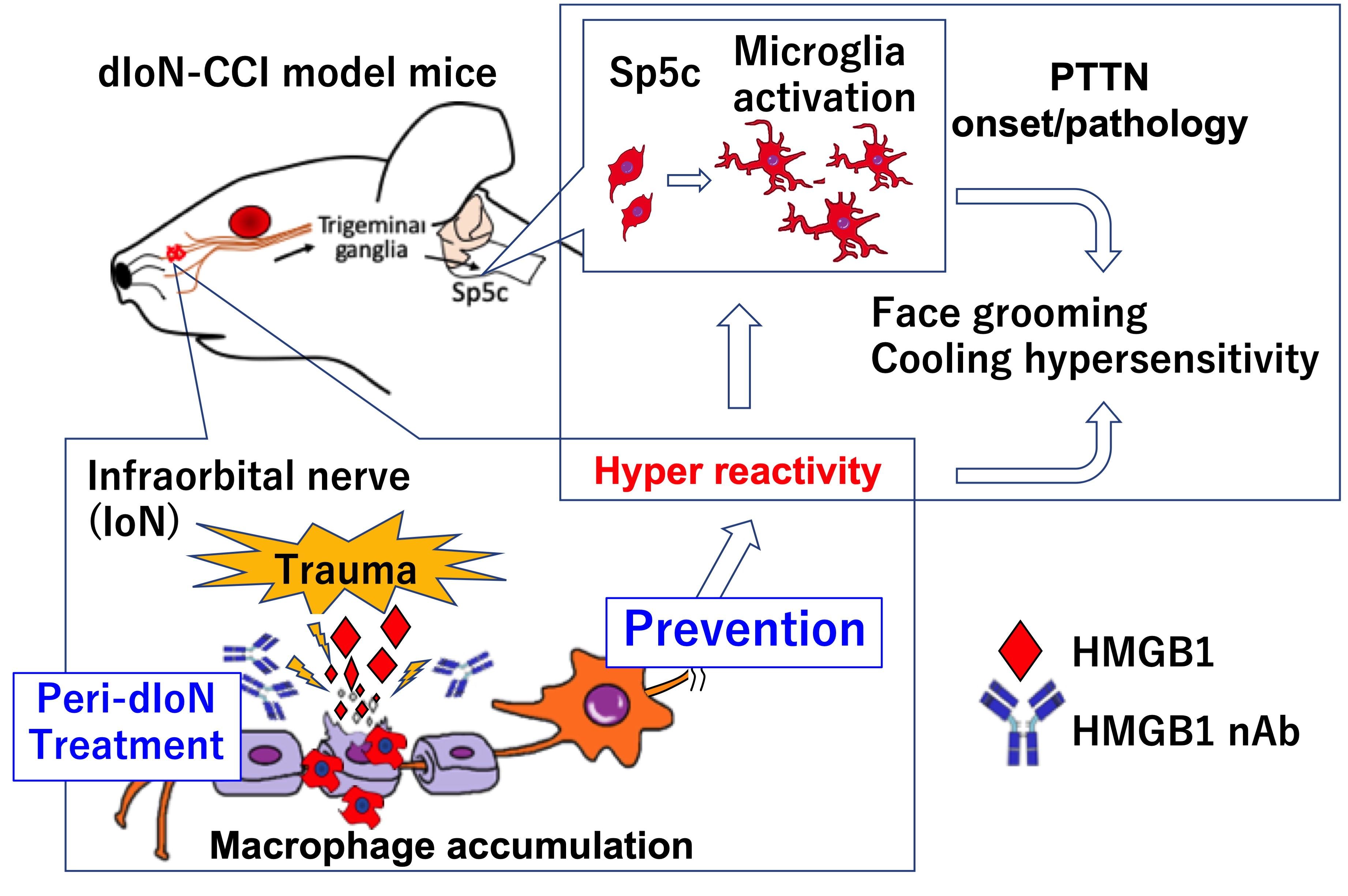 Molecules | Free Full-Text | Pretreatment with High Mobility Group Box ...