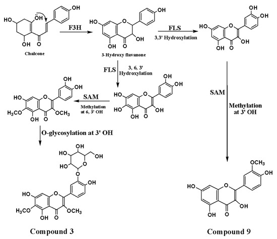 Guaianolide Sesquiterpene Lactones from Centaurothamnus maximus
