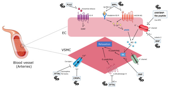 Snake Venom Components: Tools and Cures to Target Cardiovascular Diseases