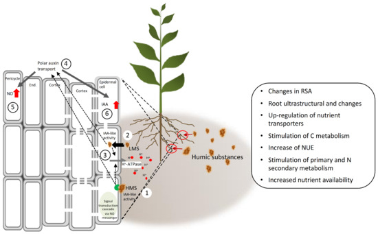 Chemical Structure and Biological Activity of Humic Substances Define ...