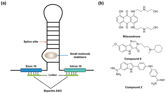 RNA-Targeting Splicing Modifiers: Drug Development and Screening Assays