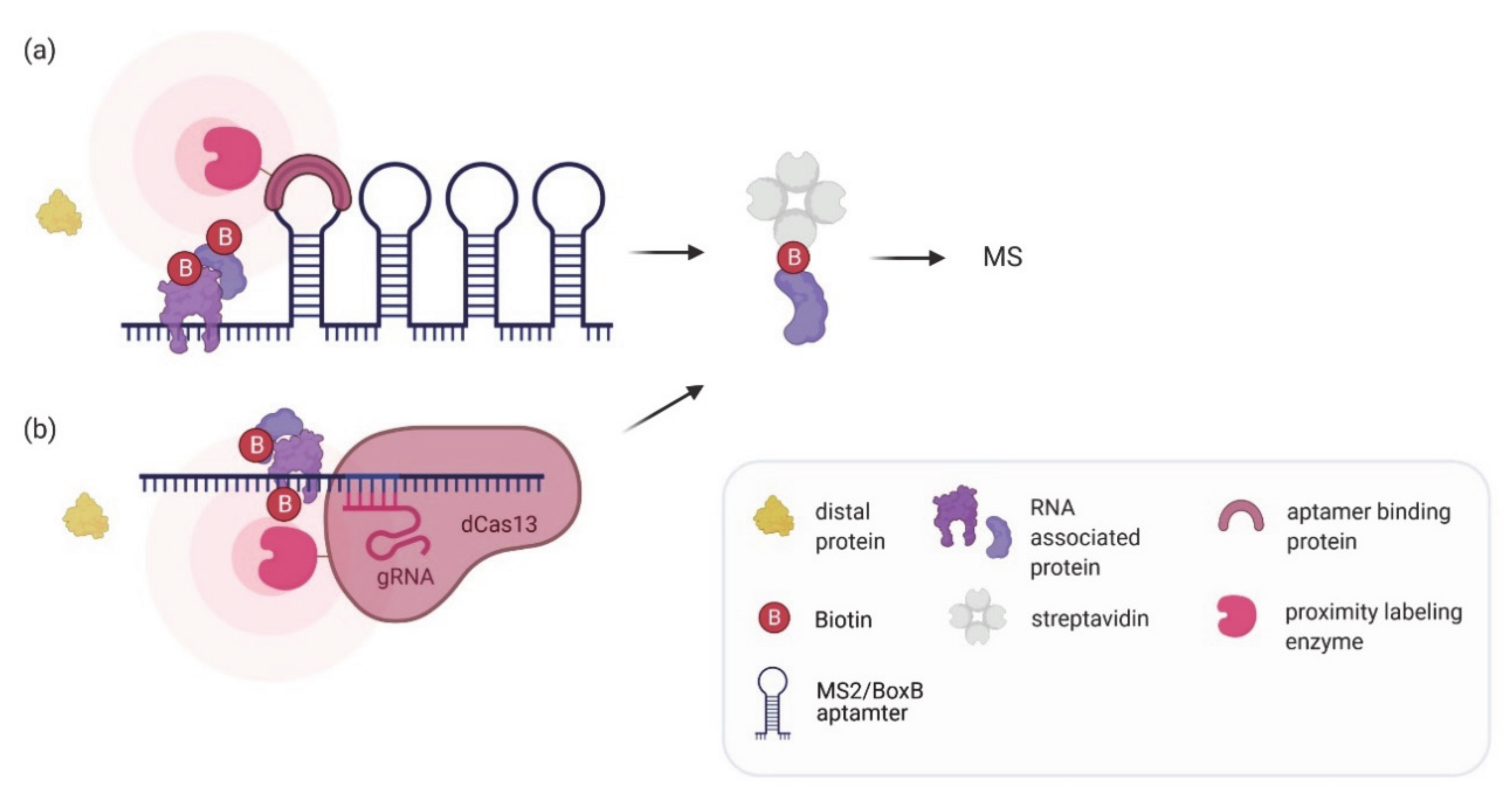 Molecules Free Full Text Rna Proximity Labeling A New Detection