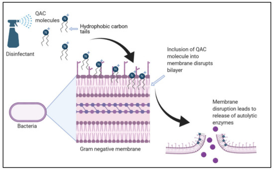 Biocide Use in the Antimicrobial Era: A Review