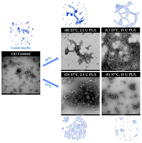 Changes in Particle Size, Sedimentation, and Protein Microstructure of ...