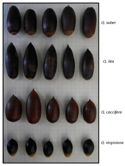 Interspecific Variation between the American Quercus virginiana and ...