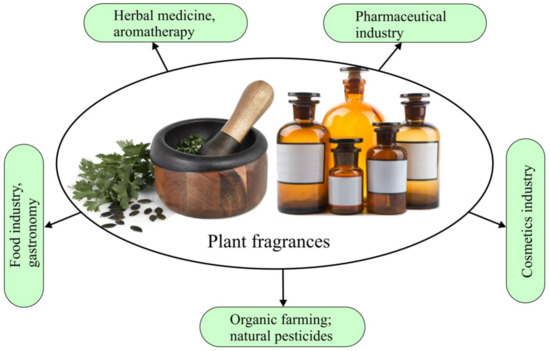 Fleeting Beauty—The World of Plant Fragrances and Their Application