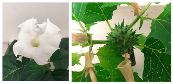 Alkaloids of the Genus Datura: Review of a Rich Resource for Natural ...