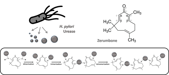 Molecules | Free Full-Text | Zerumbone Inhibits Helicobacter pylori ...