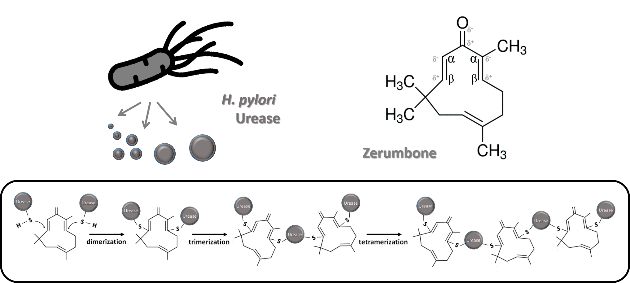 Molecules | Free Full-Text | Zerumbone Inhibits Helicobacter pylori ...