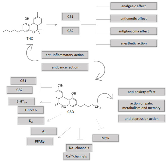 Cancer Initiation, Progression and Resistance: Are Phytocannabinoids ...