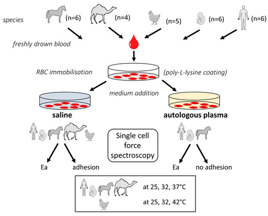 Red Blood Cell Stiffness and Adhesion Are Species-Specific Properties ...