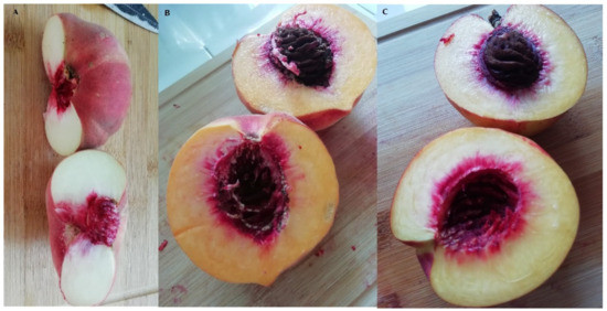 Comprehensive Evaluation of Late Season Peach Varieties (Prunus persica ...