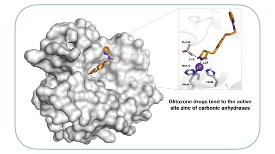 Molecules | Free Full-Text | The Glitazone Class of Drugs as Carbonic ...