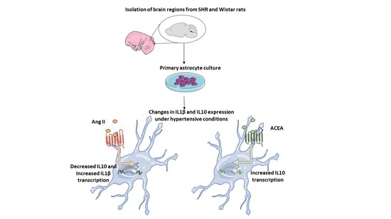 Molecules | Free Full-Text | Contrasting Roles of Ang II and ACEA in ...