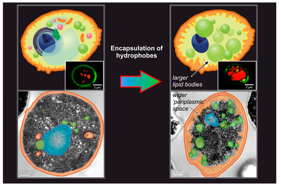 Yeast Cells in Microencapsulation. General Features and Controlling ...