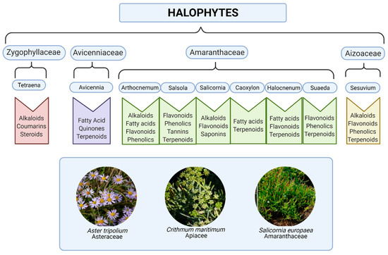 Pharmacological Insights into Halophyte Bioactive Extract Action on ...
