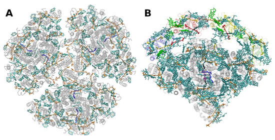 Photosynthetic Light-Harvesting (Antenna) Complexes—Structures and ...