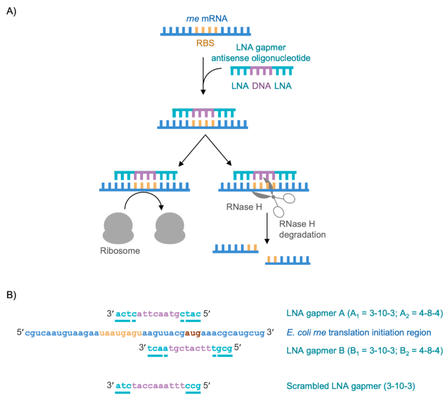 An Investigation into the Potential of Targeting Escherichia coli rne mRNA with Locked Nucleic ...